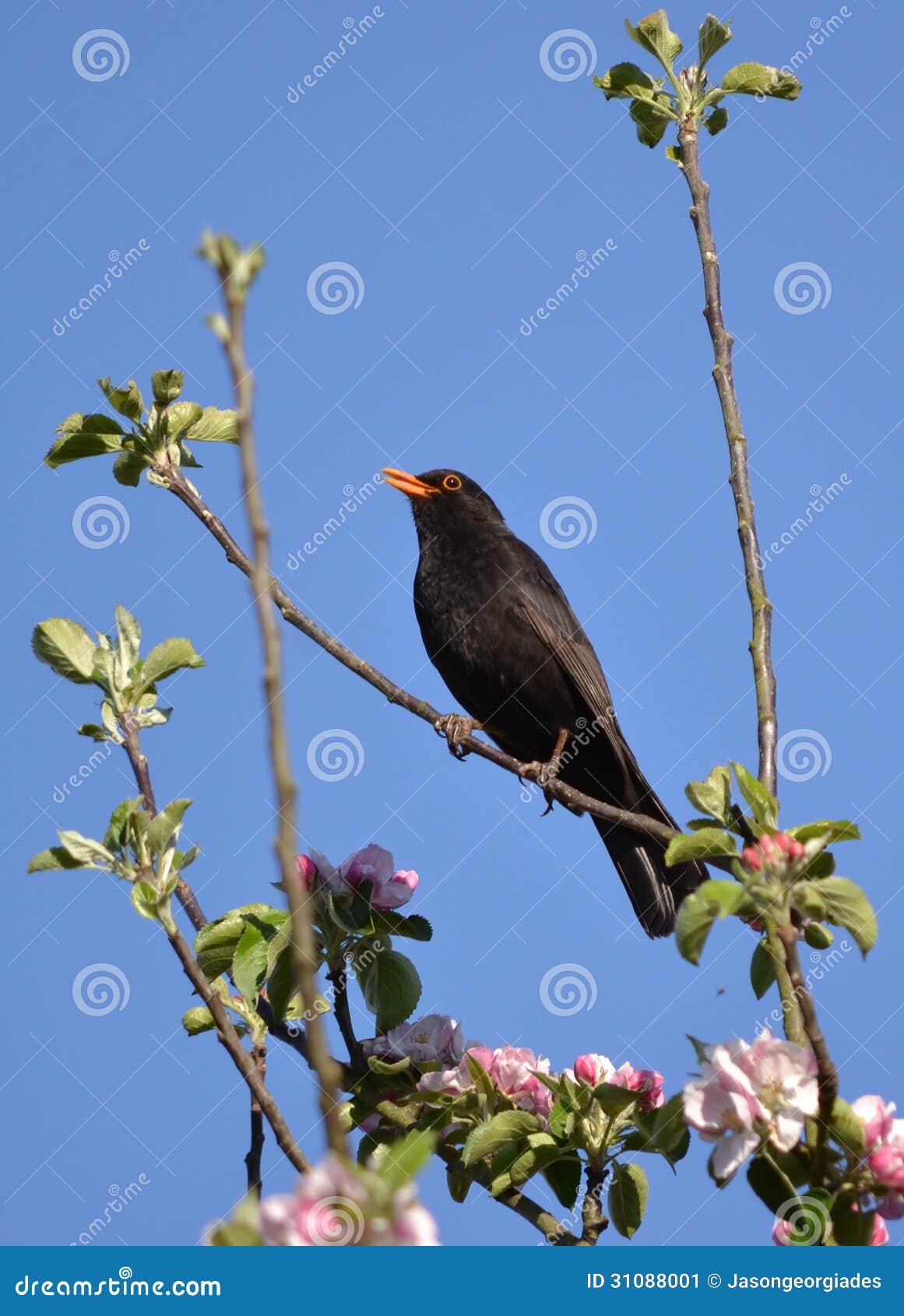 Blackbird Singing stock image. Image of tree, animal - 31088001