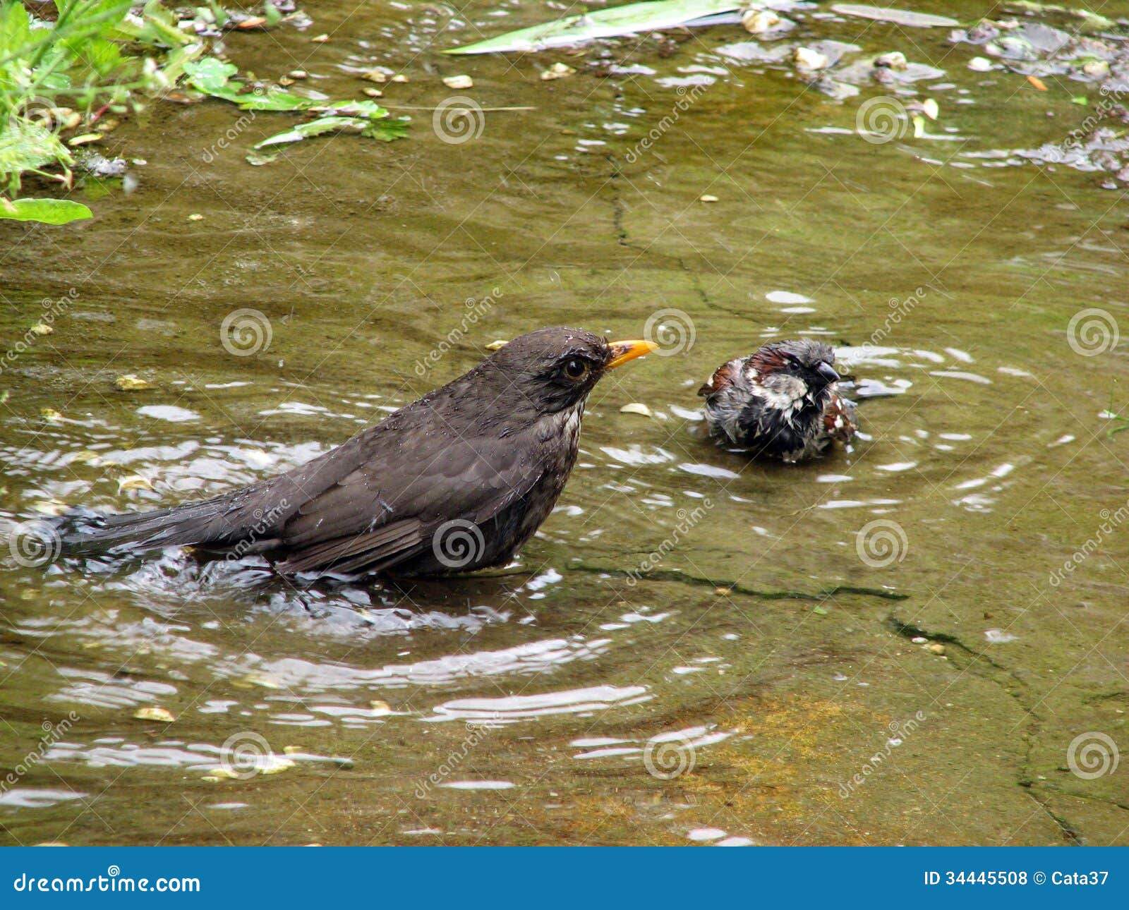 Blackbird and sparrow stock photo. Image of sporrow, animal - 34445508