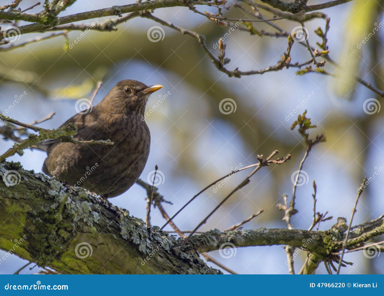 Blackbird stock photo. Image of ireland, male, front - 47966220