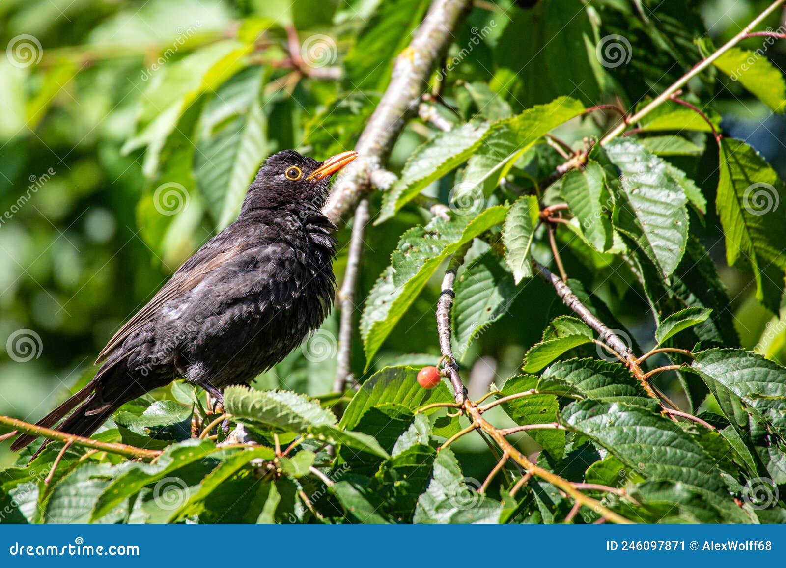 Blackbird while Sunbathing in a Tree Stock Image - Image of living ...