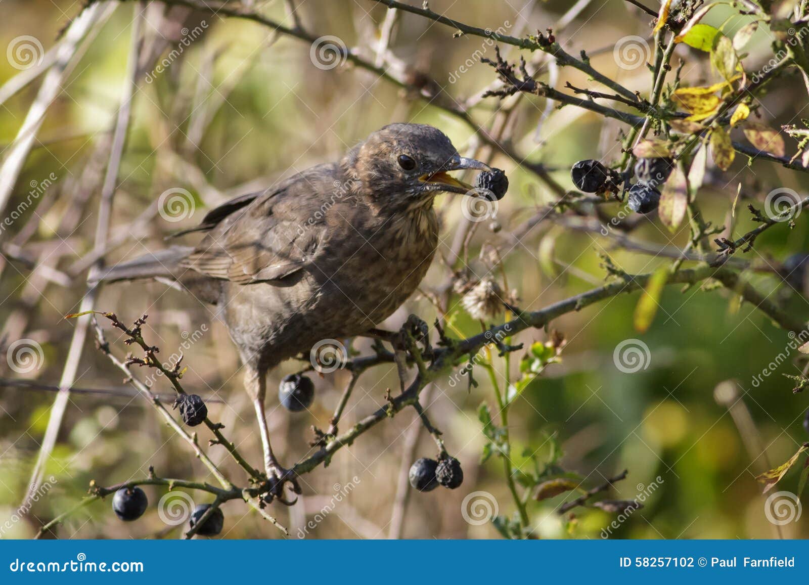 Blackbird stock photo. Image of bounty, fruit, berries - 58257102