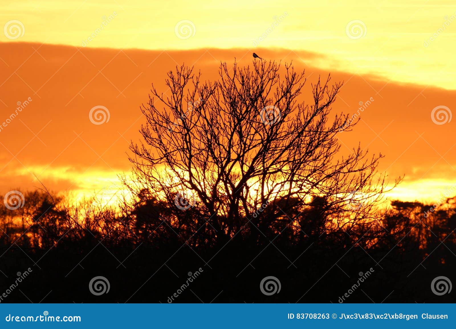 Blackbird on Top in December Sunset Stock Image - Image of silhouette ...