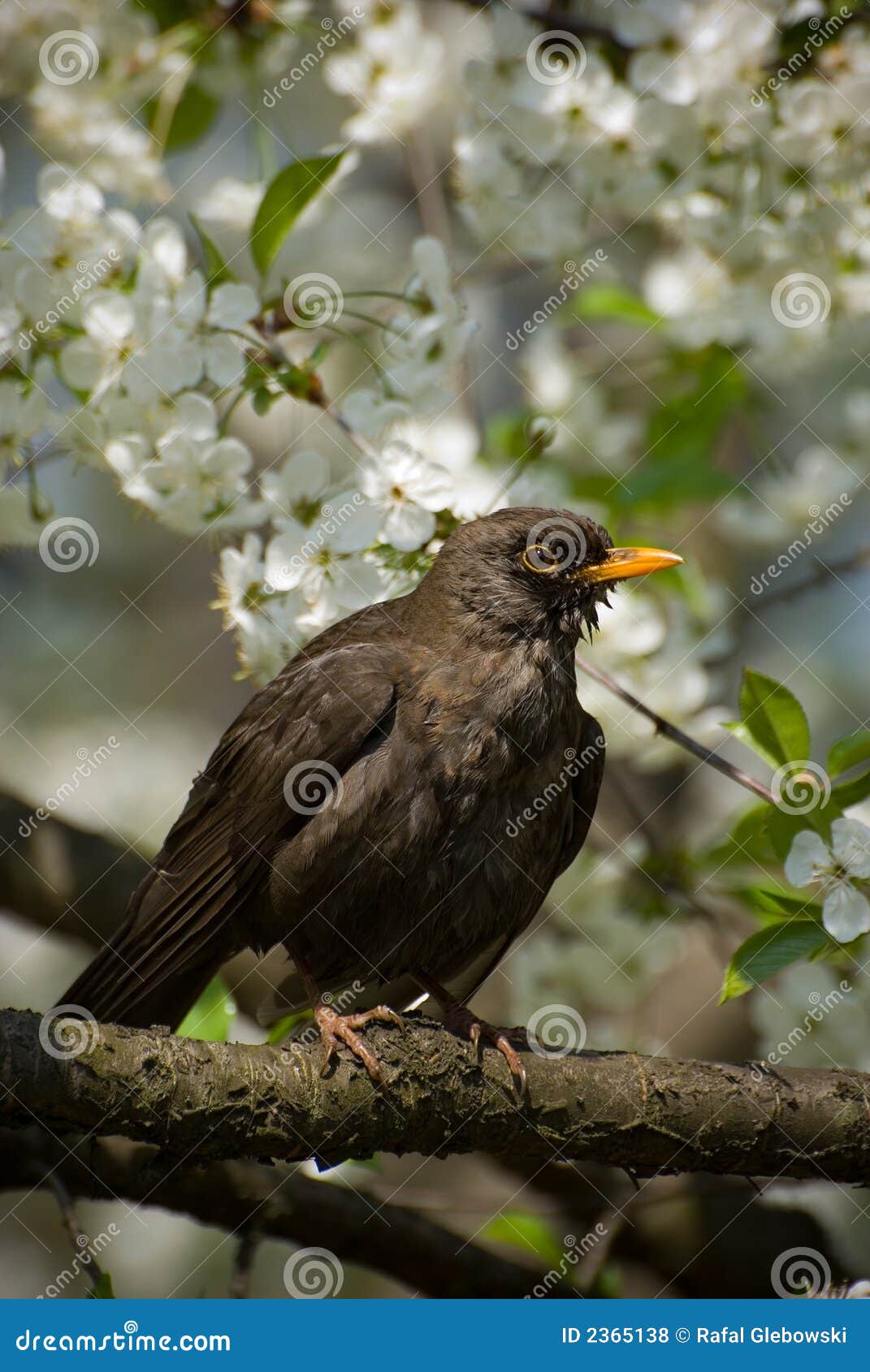 Blackbird on tree stock photo. Image of beauty, blackbird - 2365138
