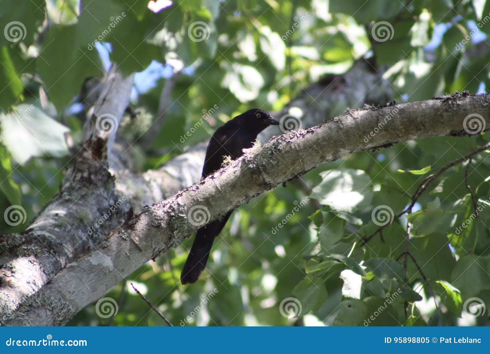 Blackbird in Tree stock image. Image of blackbird, black - 95898805
