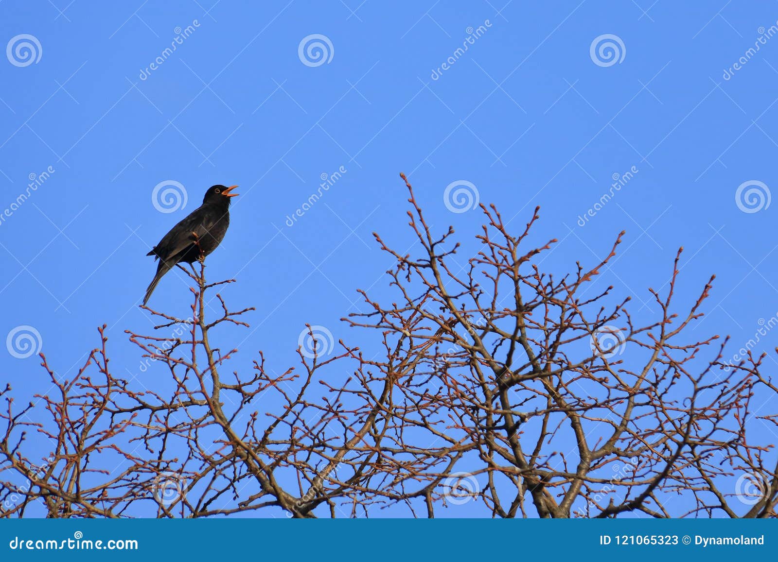 Blackbird on a tree stock image. Image of plumage, pause - 121065323
