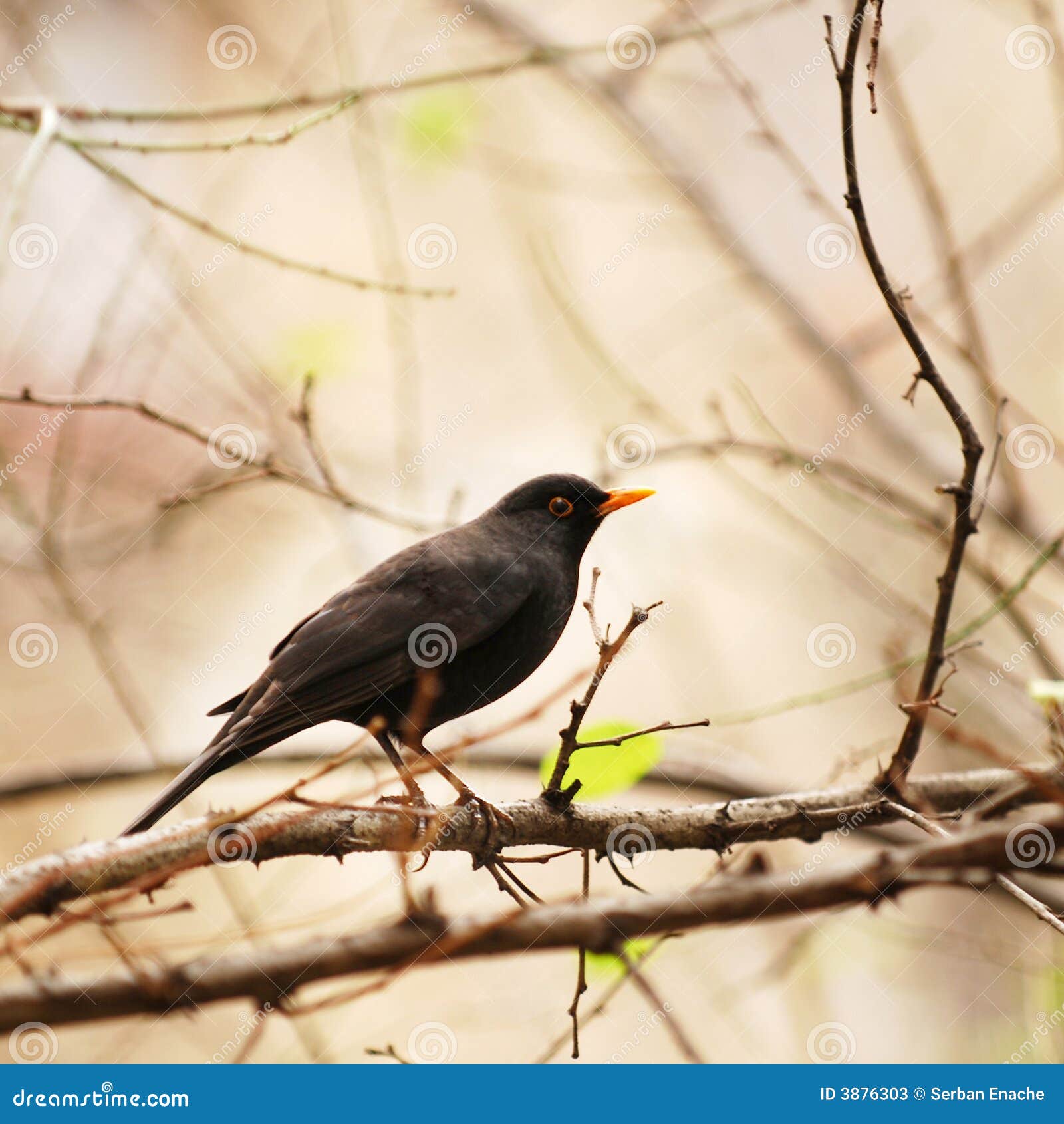 Blackbird on tree branch stock image. Image of close, resting - 3876303