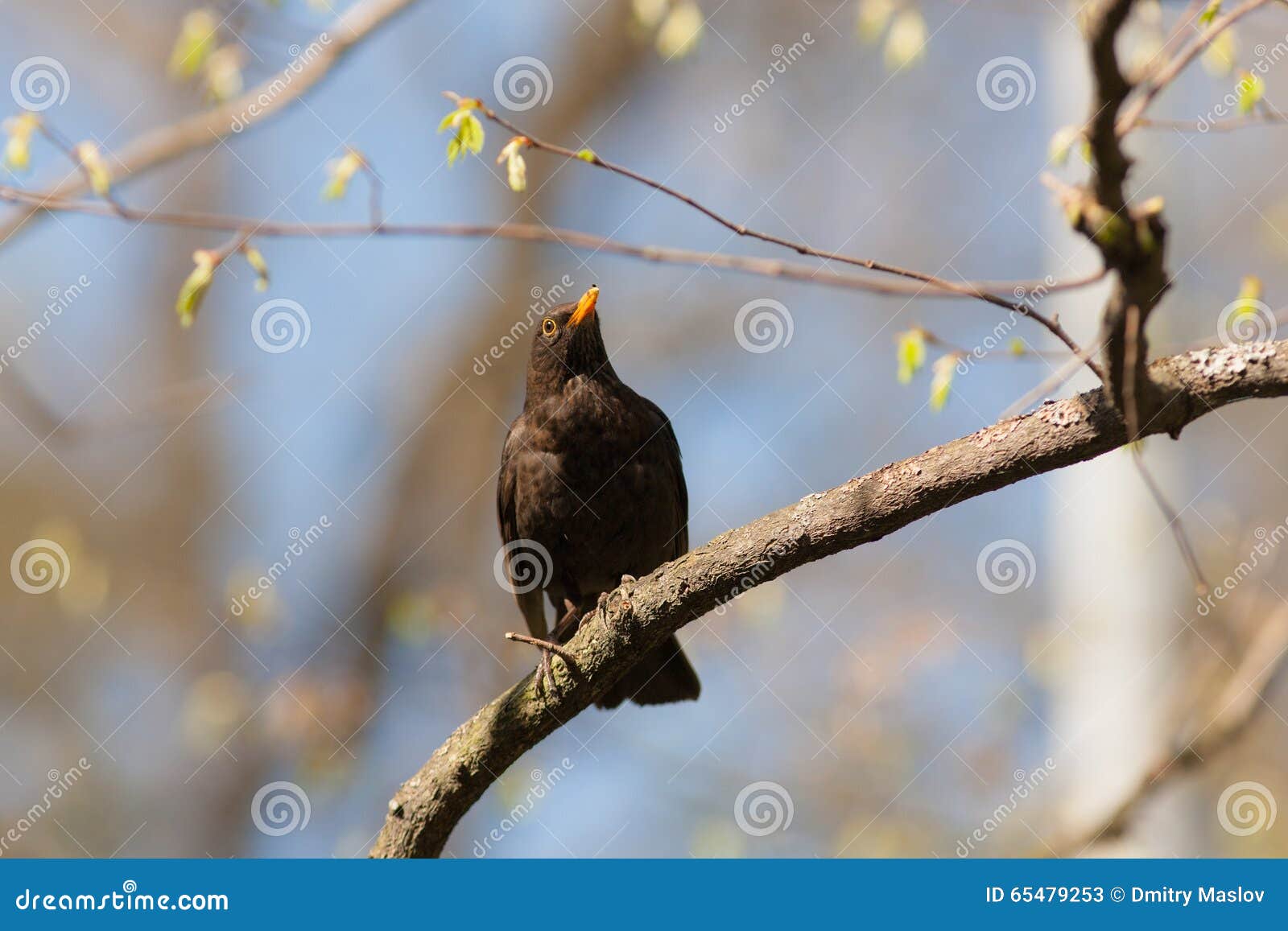 Blackbird on a tree branch stock image. Image of black - 65479253