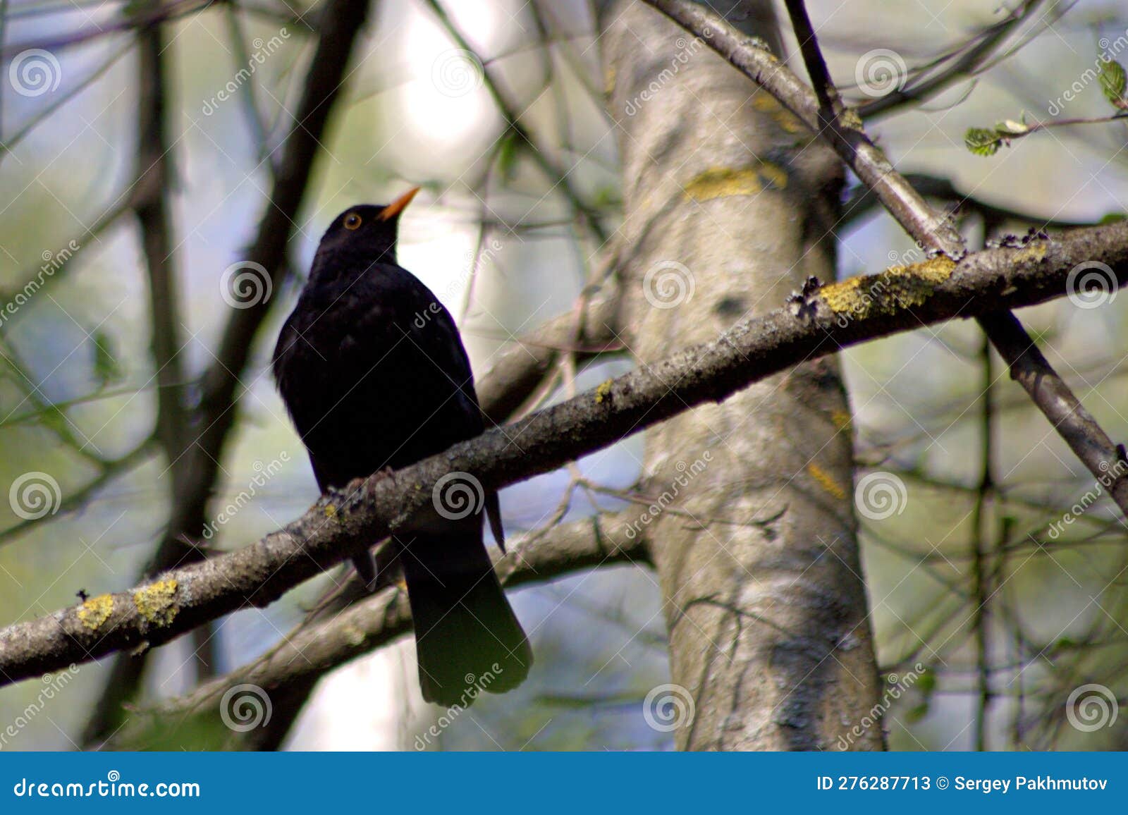 Blackbird on a tree branch stock image. Image of bird - 276287713