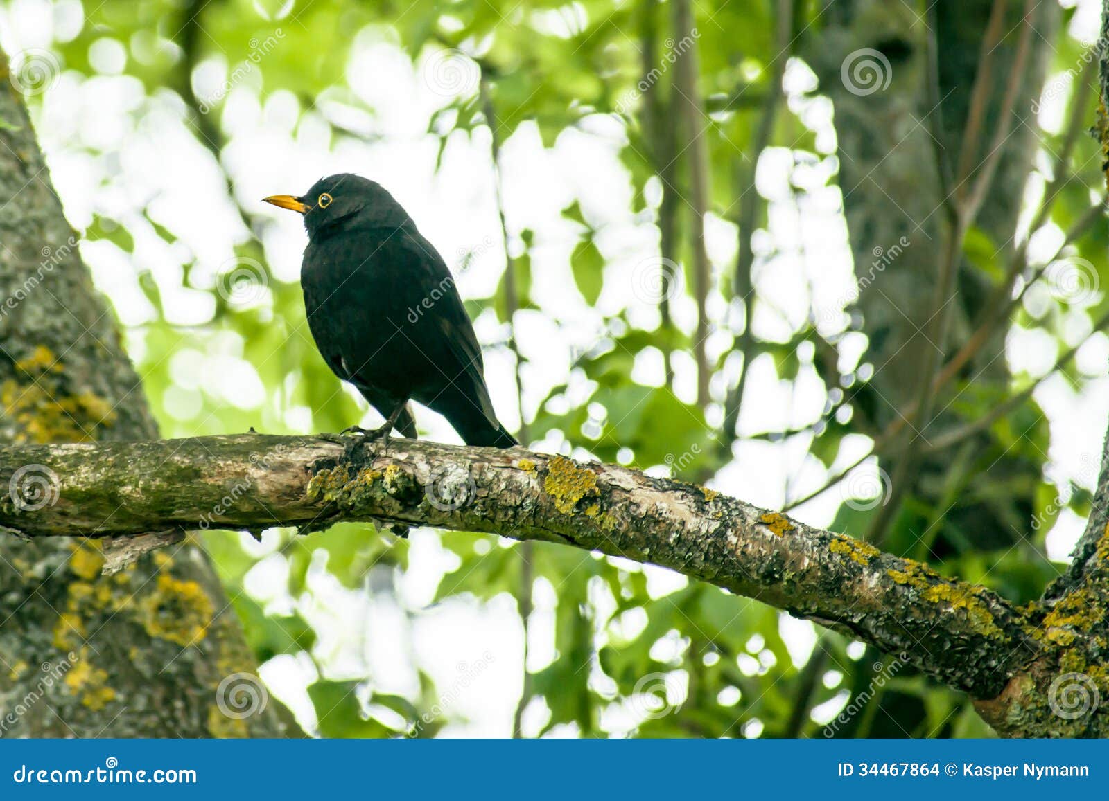 Blackbird in a tree stock photo. Image of orange, black - 34467864