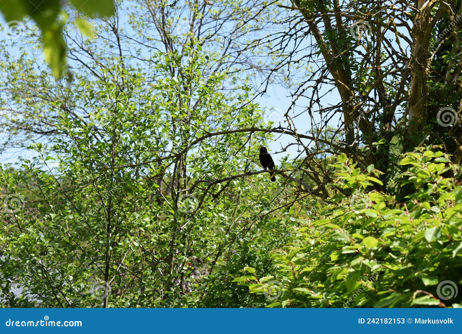 Blackbird in a tree stock image. Image of branch, nature - 242182153