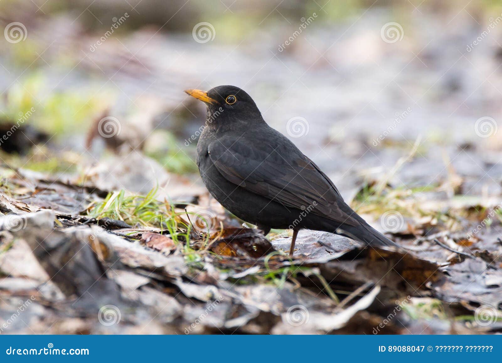 Blackbird on a tree stock image. Image of bird, forest - 89088047