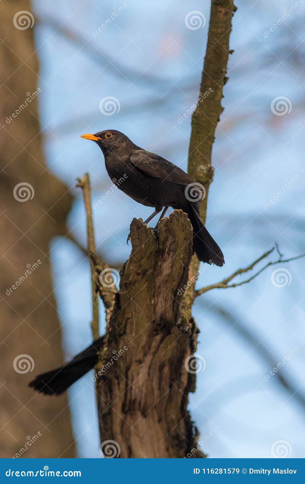 Blackbird on a tree stock image. Image of male, black - 116281579