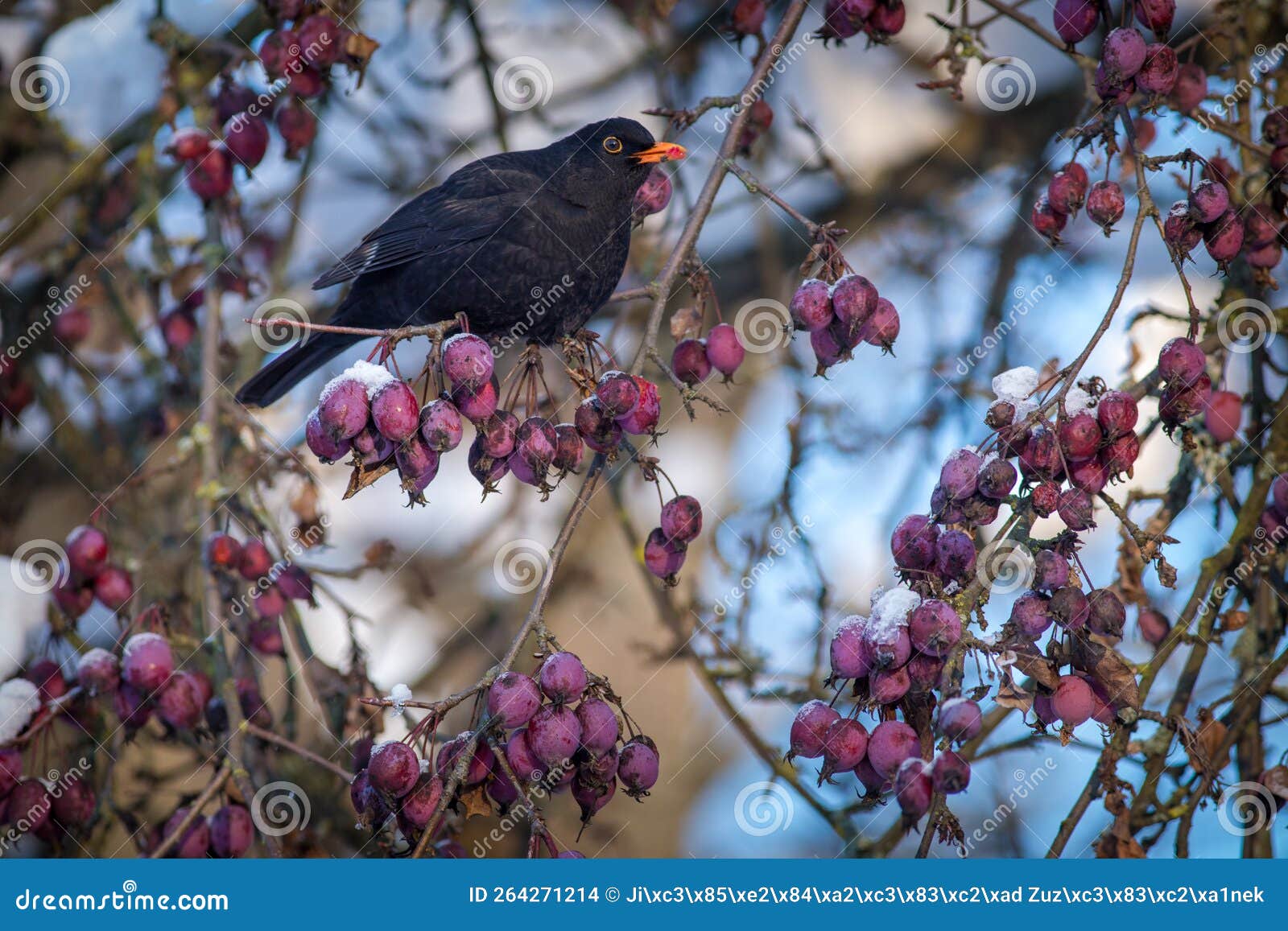 Blackbird on a Tree in Winter Stock Photo - Image of wildlife ...