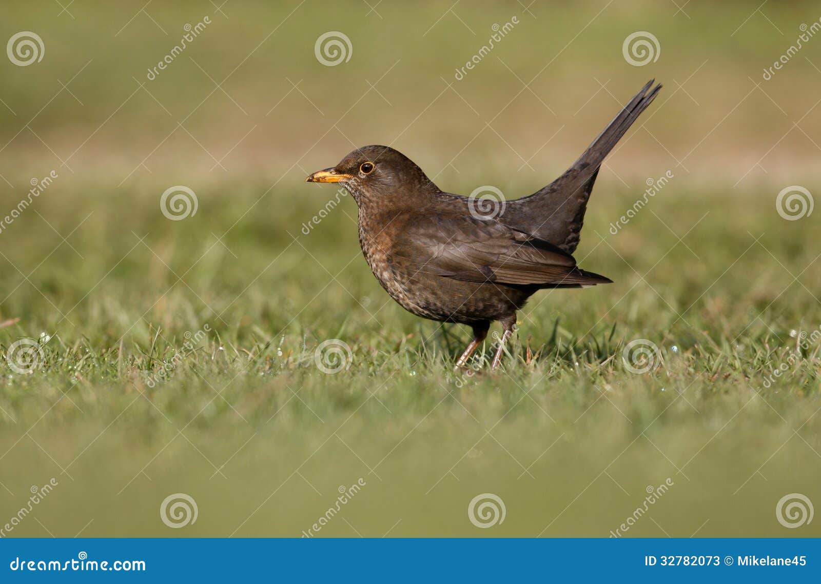 Blackbird, Turdus merula stock image. Image of merula - 32782073
