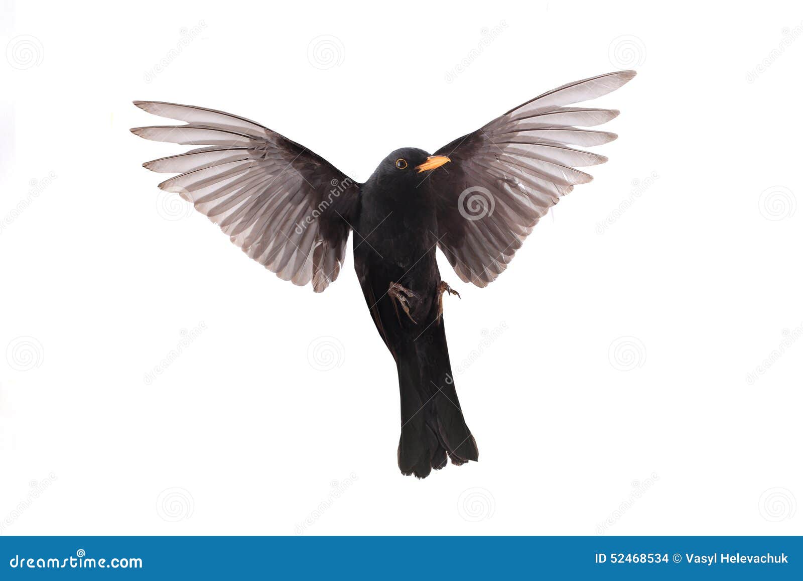Blackbird stock photo. Image of blackbird, flying, garden - 52468534