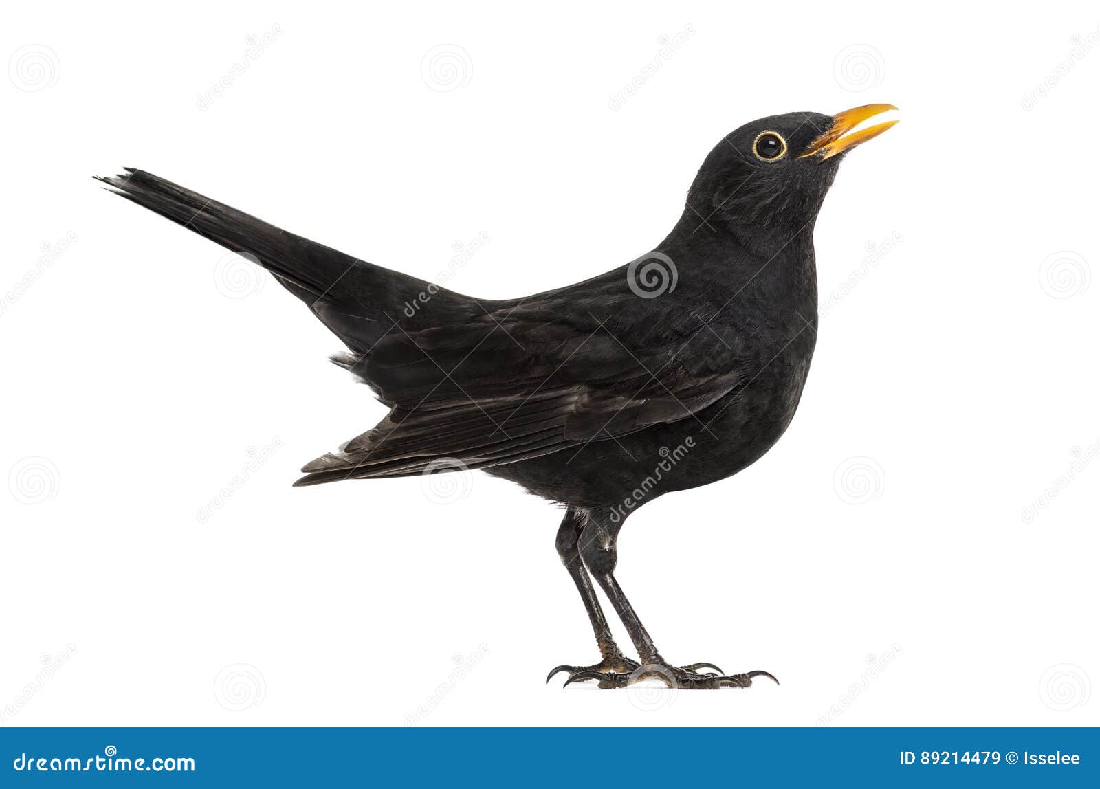 Blackbird Turdus Merula , Isolated Stock Image - Image of blackbird ...