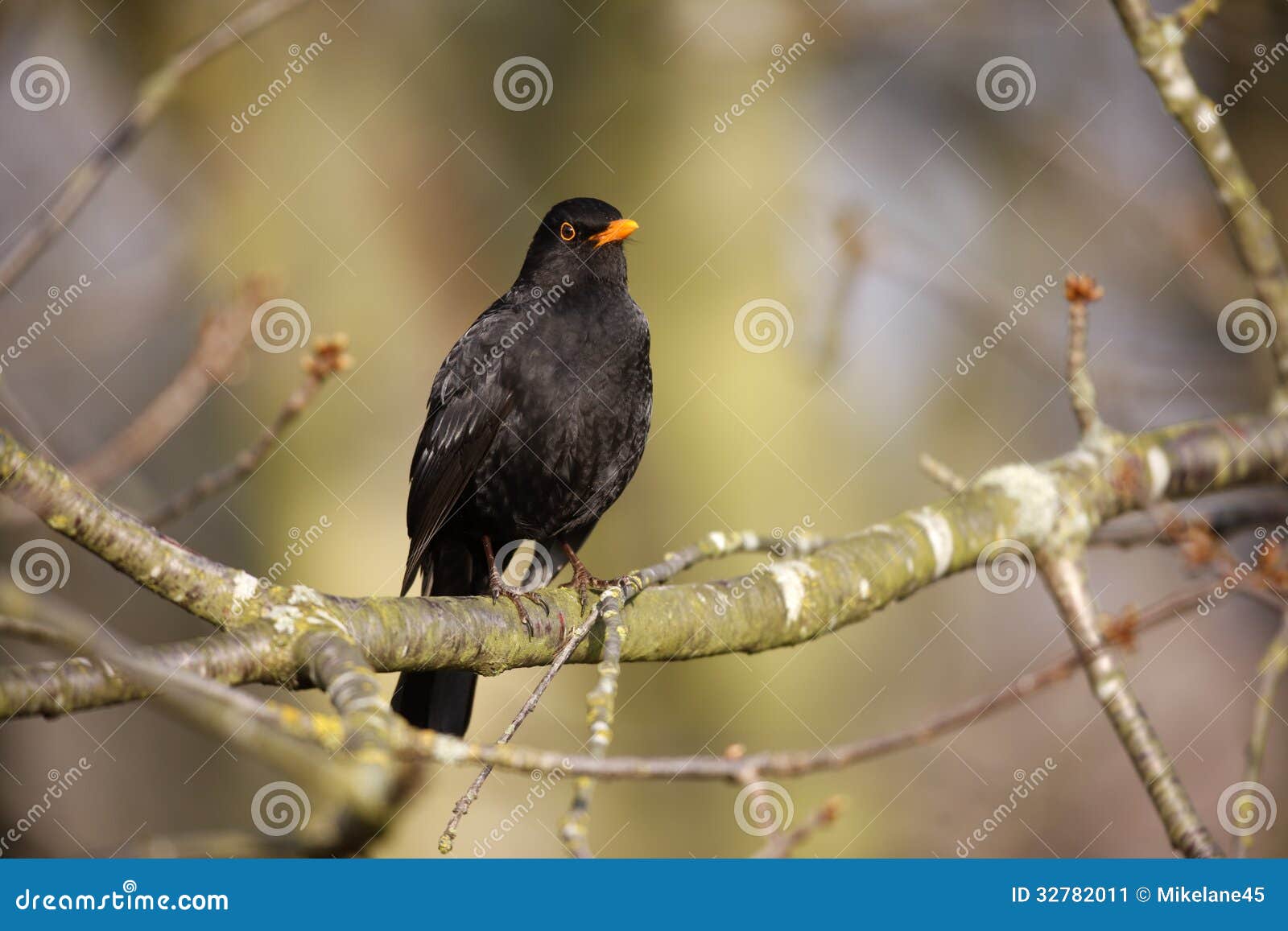 Blackbird, Turdus merula stock image. Image of merula - 32782011