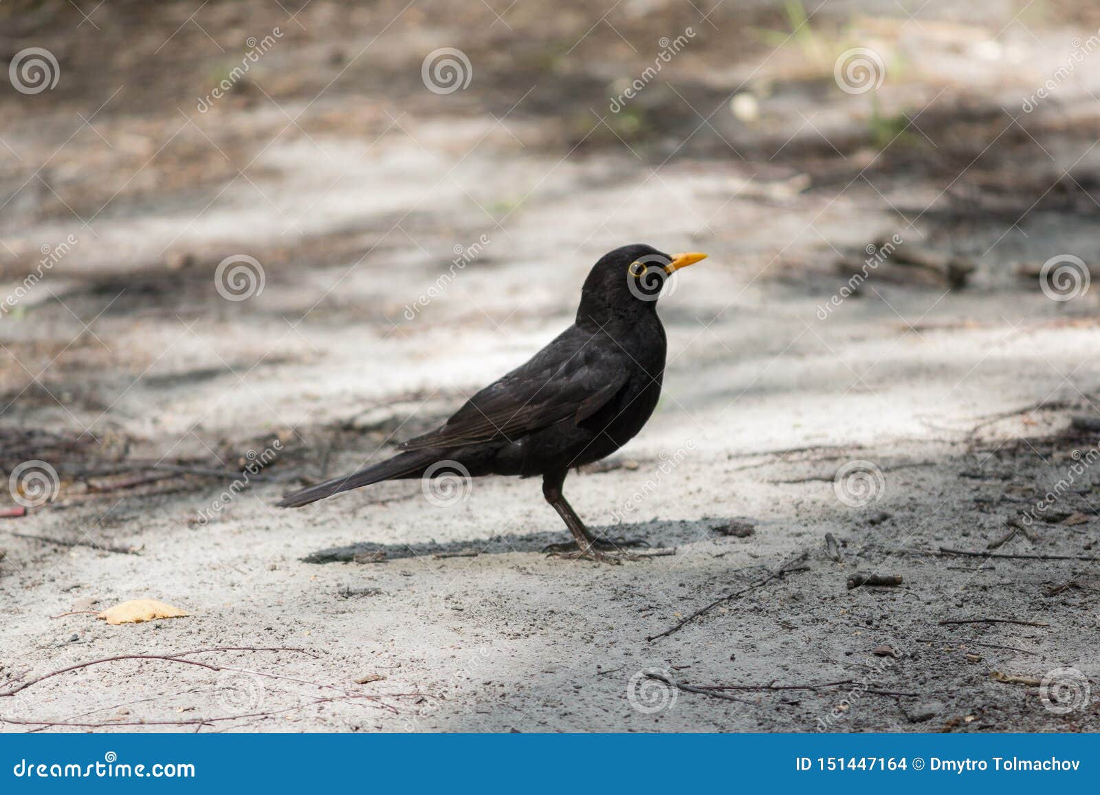 Blackbird Yellow Beak Ground Stock Photos - Download 120 Royalty Free ...