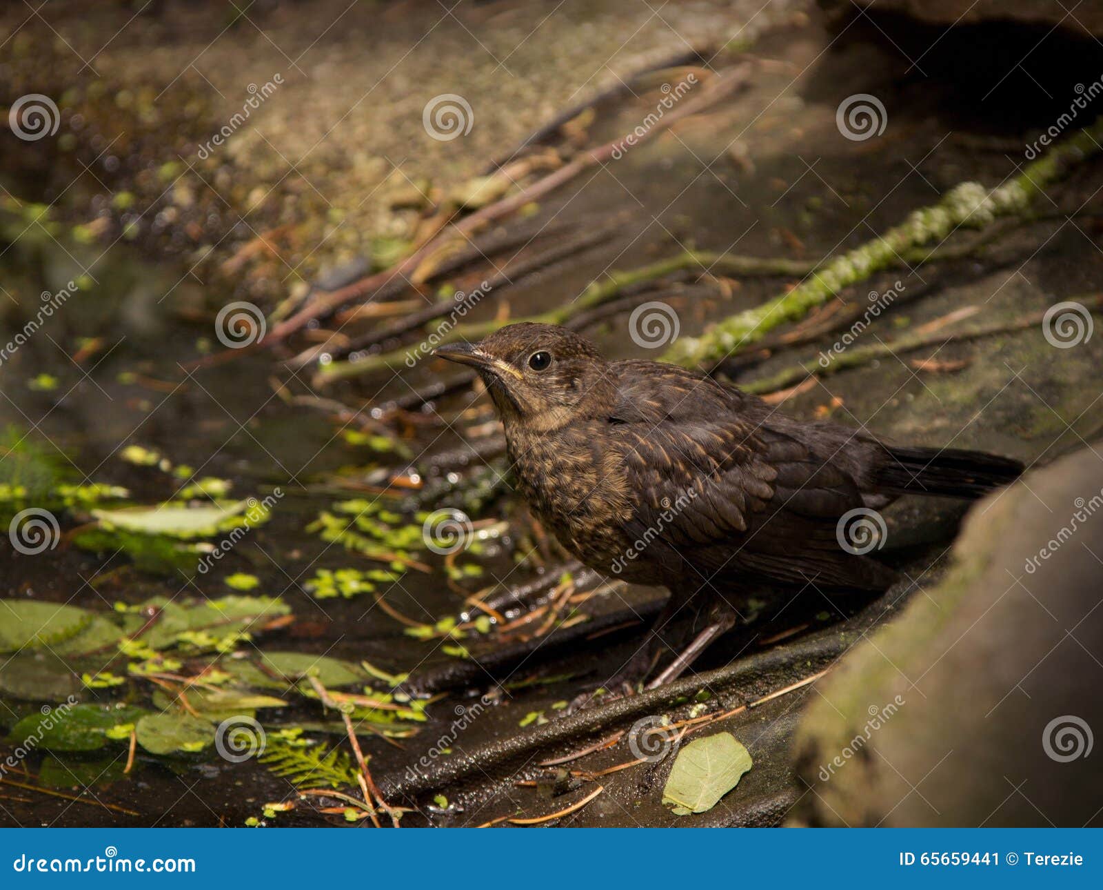 Blackbird stock image. Image of cute, blackbird, elegant - 65659441