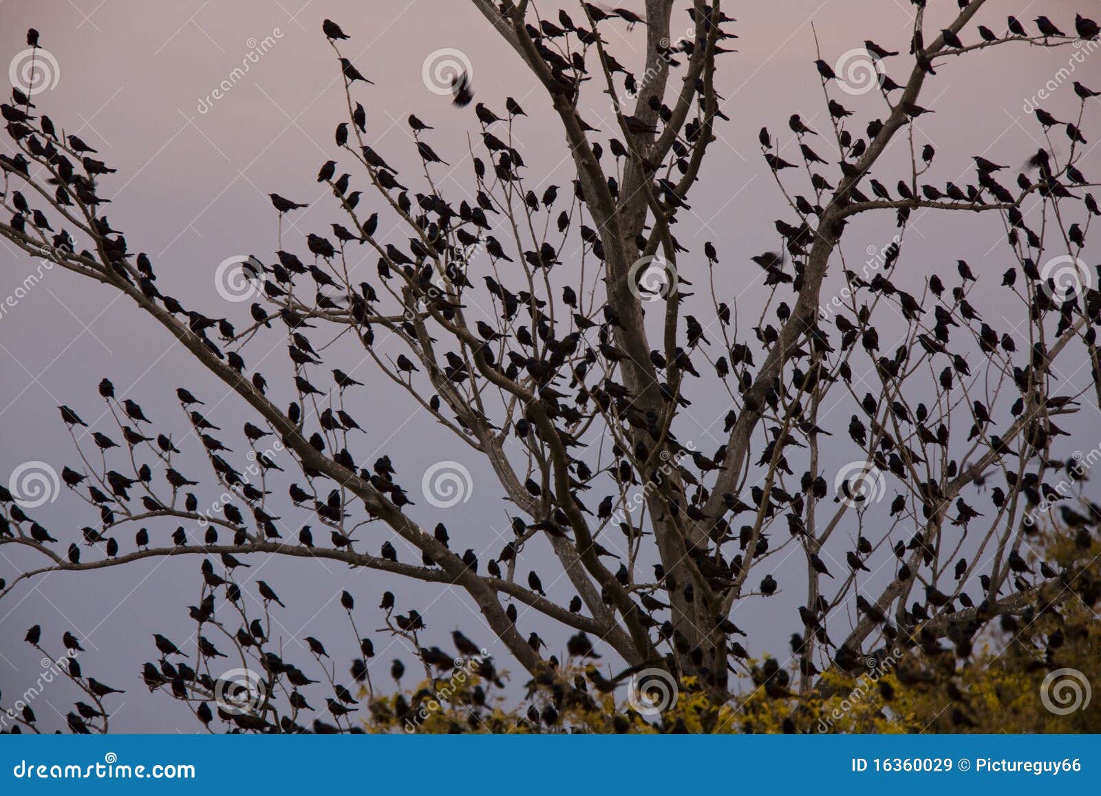 Blackbirds in tree stock image. Image of wild, nature - 16360029