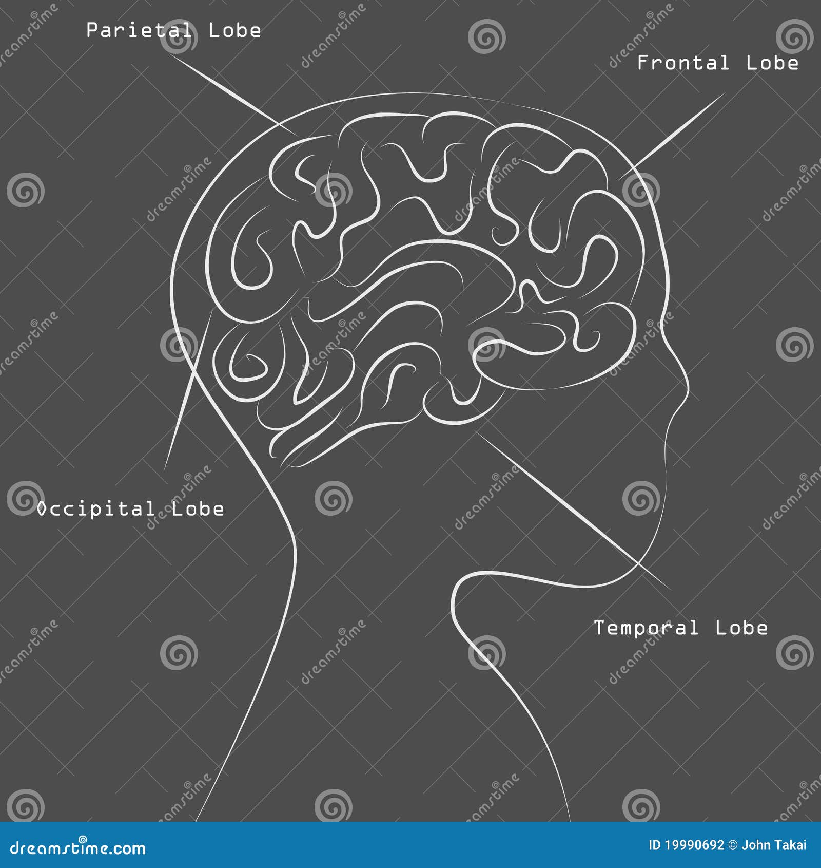 Human brain mapping - kisster