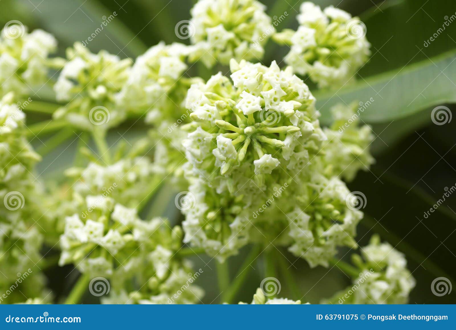 Blackboard Tree, Devil Tree, Alstonia Scholaris (Linn.) R. Br., Leaves ...