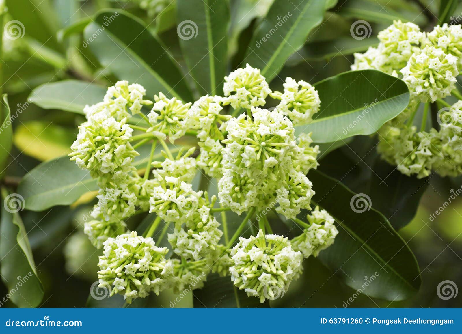 Blackboard Tree stock photo. Image of tree, white, aroma - 63791260