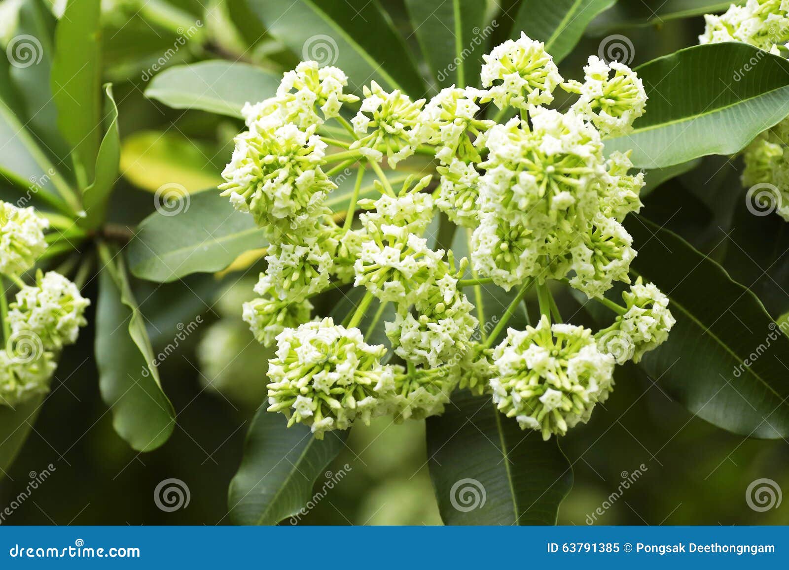 Blackboard Tree stock image. Image of blackboard, bouquet - 63791385