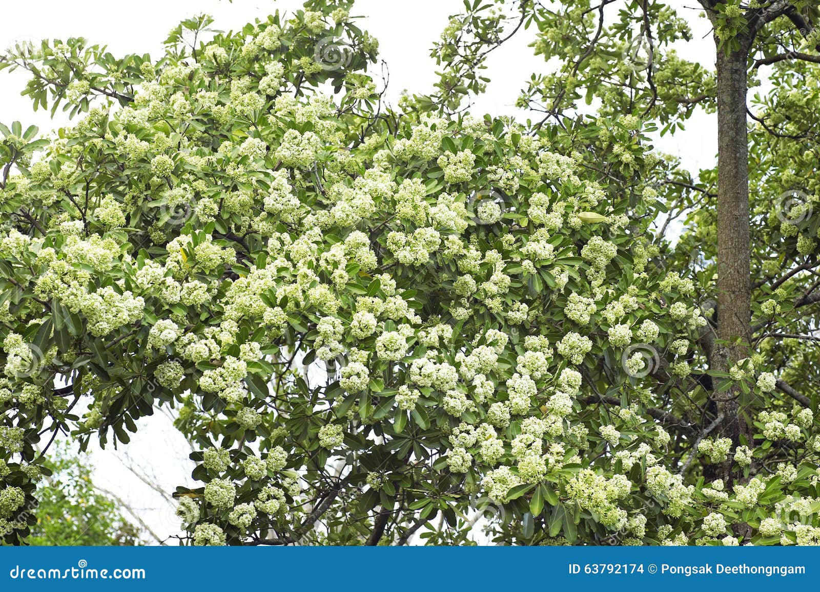 Blackboard Tree, Devil Tree, Alstonia Scholaris (Linn.) R. Br., Leaves ...