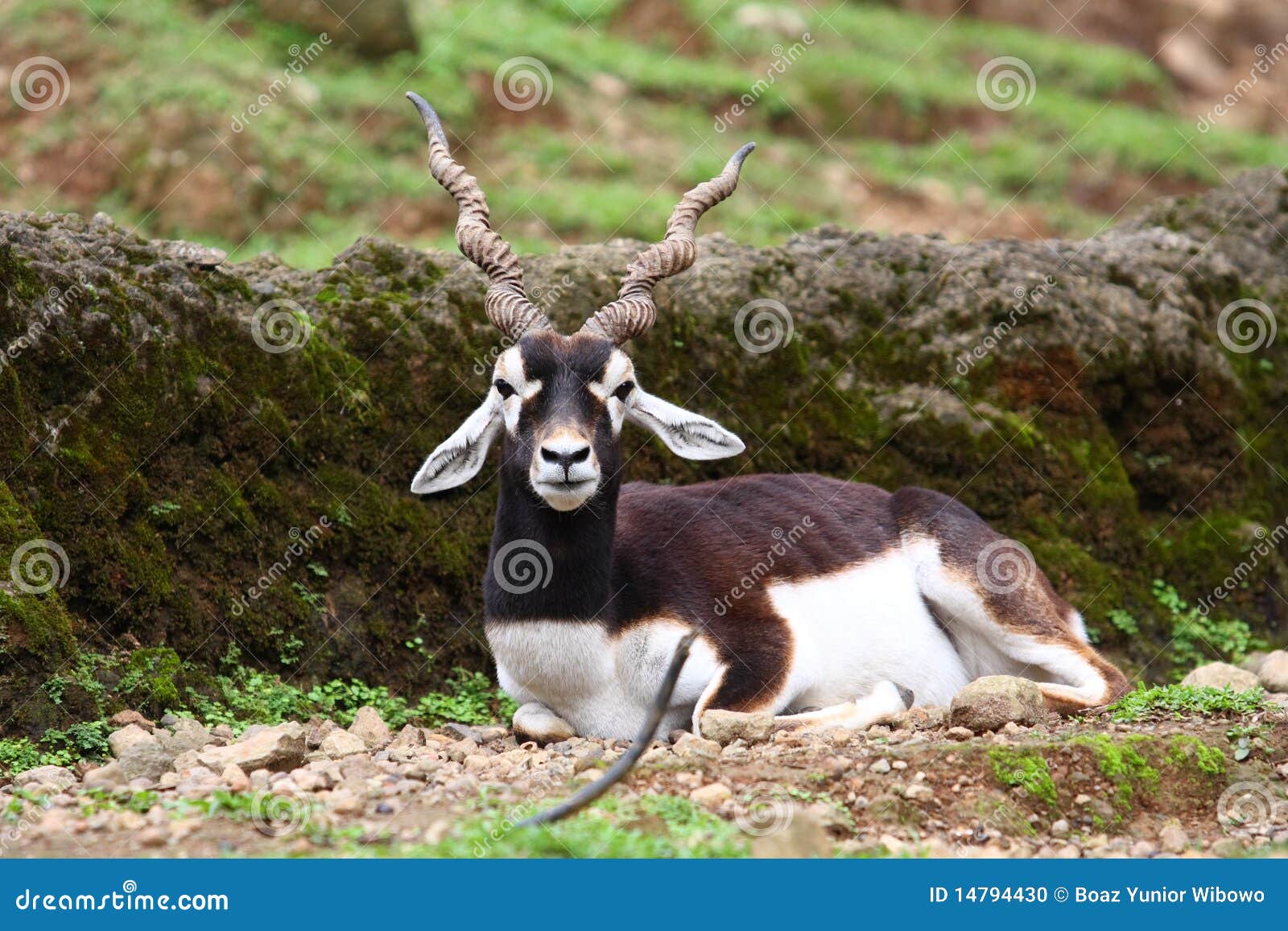 Blackbuck stock photo. Image of horns, backgrounds, flow - 14794430