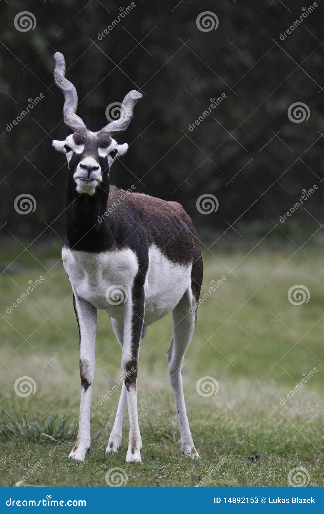 Blackbuck stock image. Image of wildlife, antelope, blackbuck - 14892153