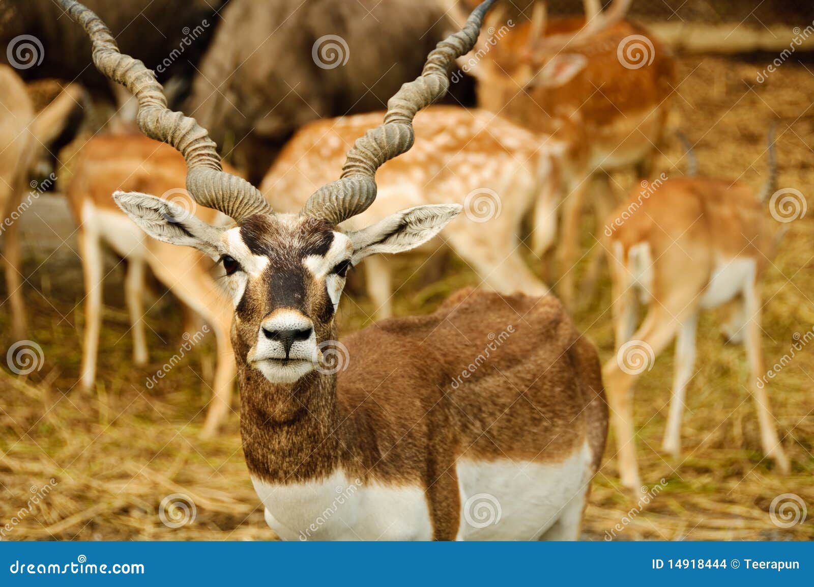Blackbuck stock photo. Image of nature, white, thai, herbivore - 14918444