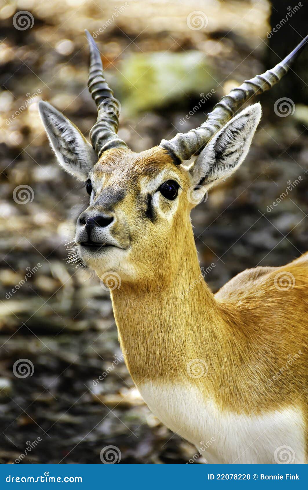Blackbuck stock photo. Image of antilope, twisted, horns - 22078220