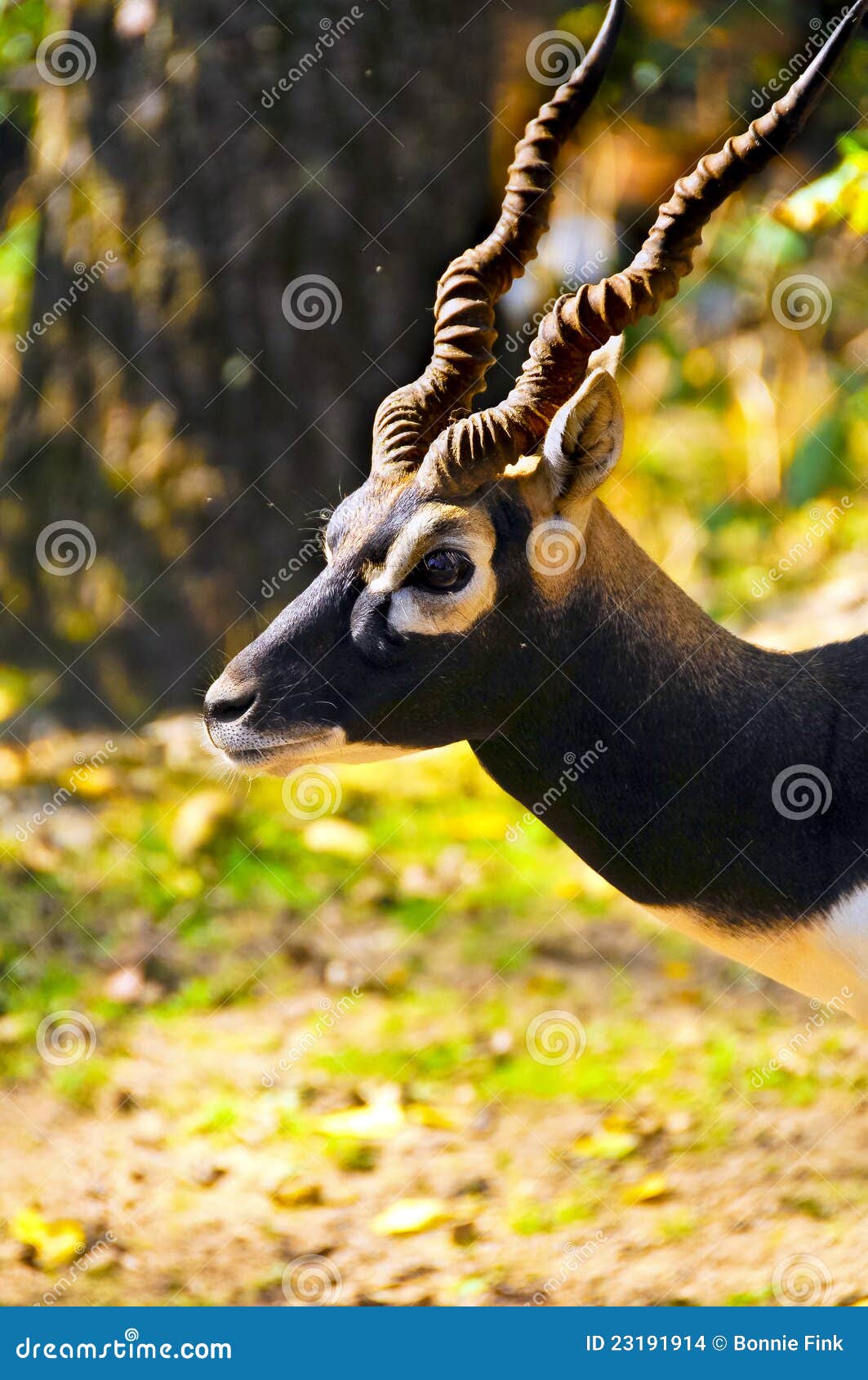 Blackbuck stock photo. Image of cervicapra, spiral, antilope - 23191914