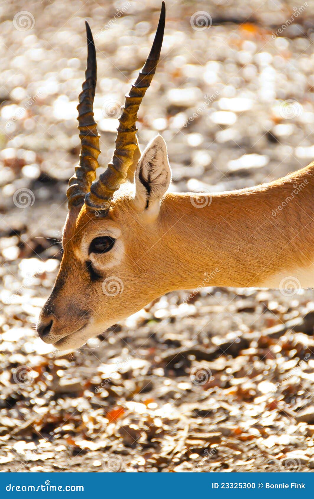 Blackbuck stock photo. Image of wildlife, antelope, antlers - 23325300