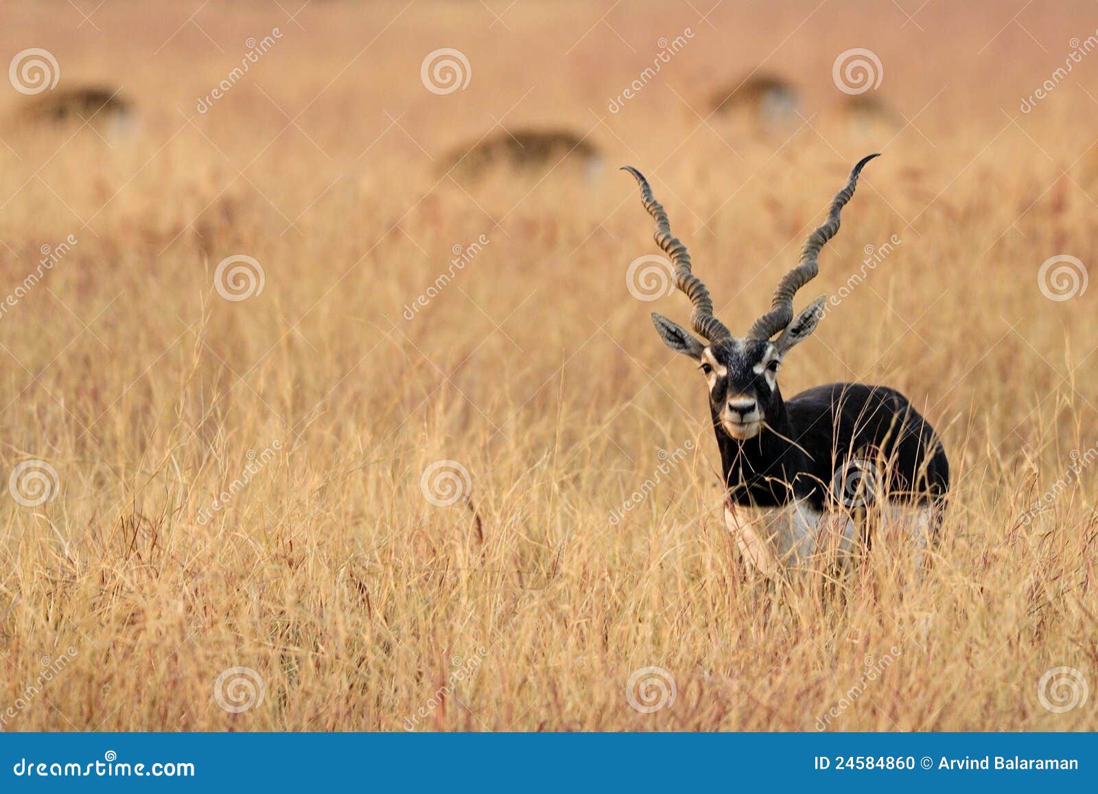 Blackbuck Royalty-Free Stock Photography | CartoonDealer.com #111270947
