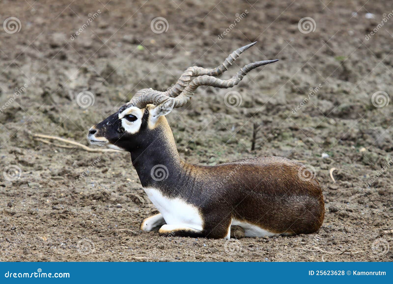 Blackbuck stock photo. Image of cervicapra, deer, pakistan - 25623628