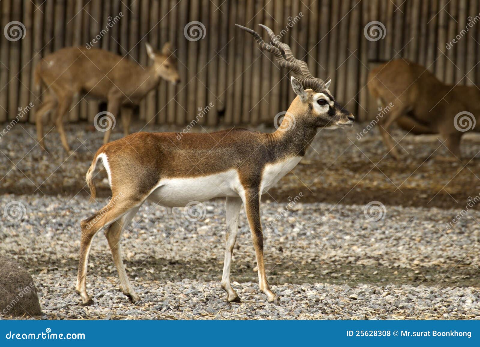 Blackbuck stock photo. Image of habitat, blackbuck, looking - 25628308