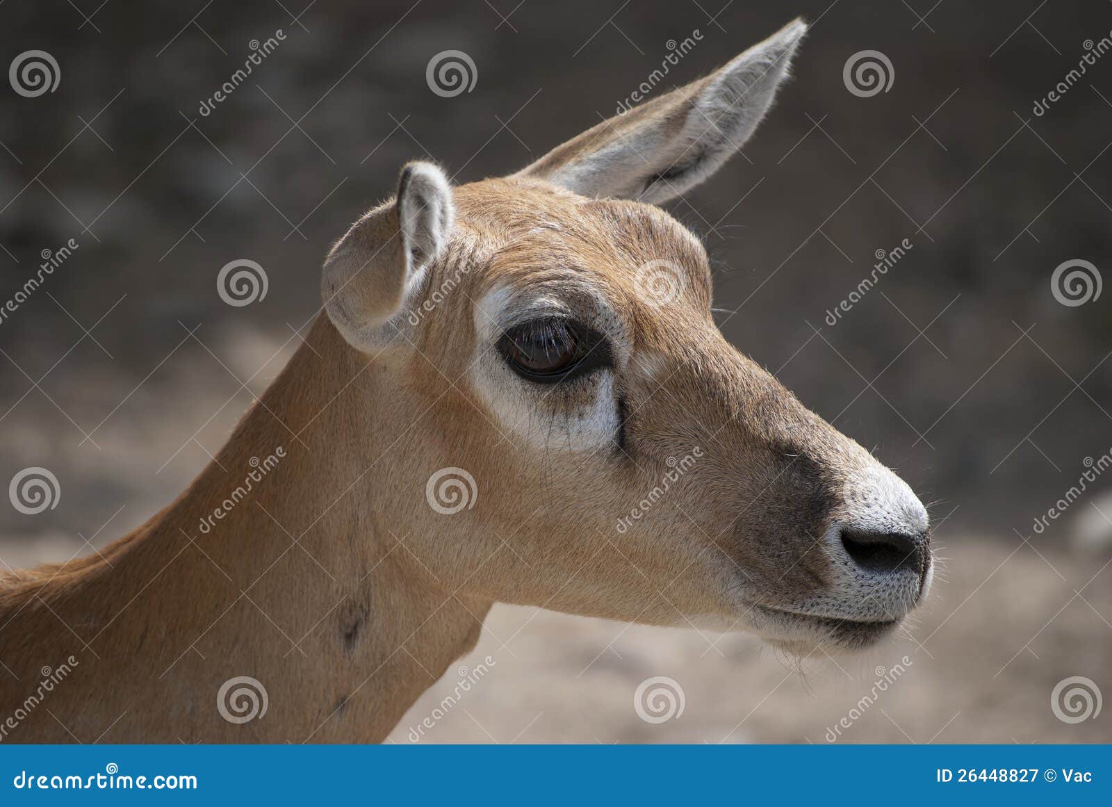 Blackbuck stock image. Image of india, asia, antelope - 26448827