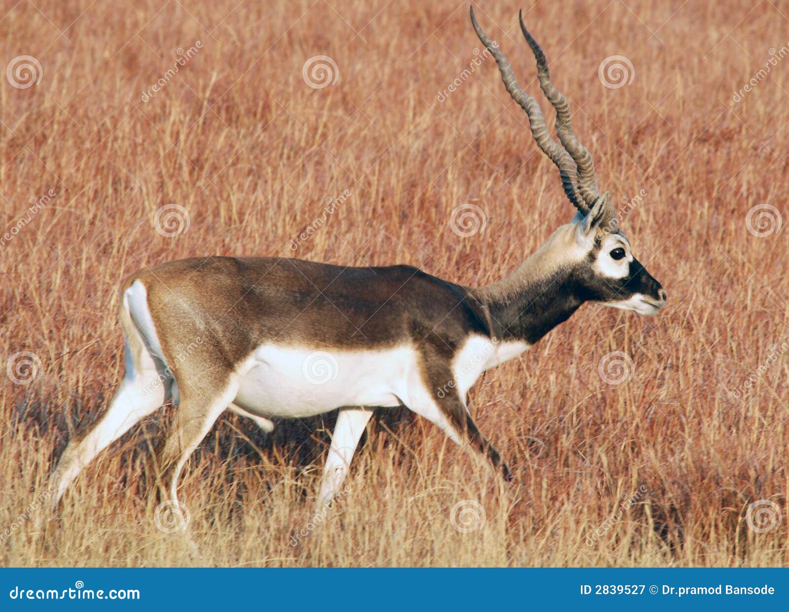 Blackbuck stock image. Image of meadow, black, indian - 2839527