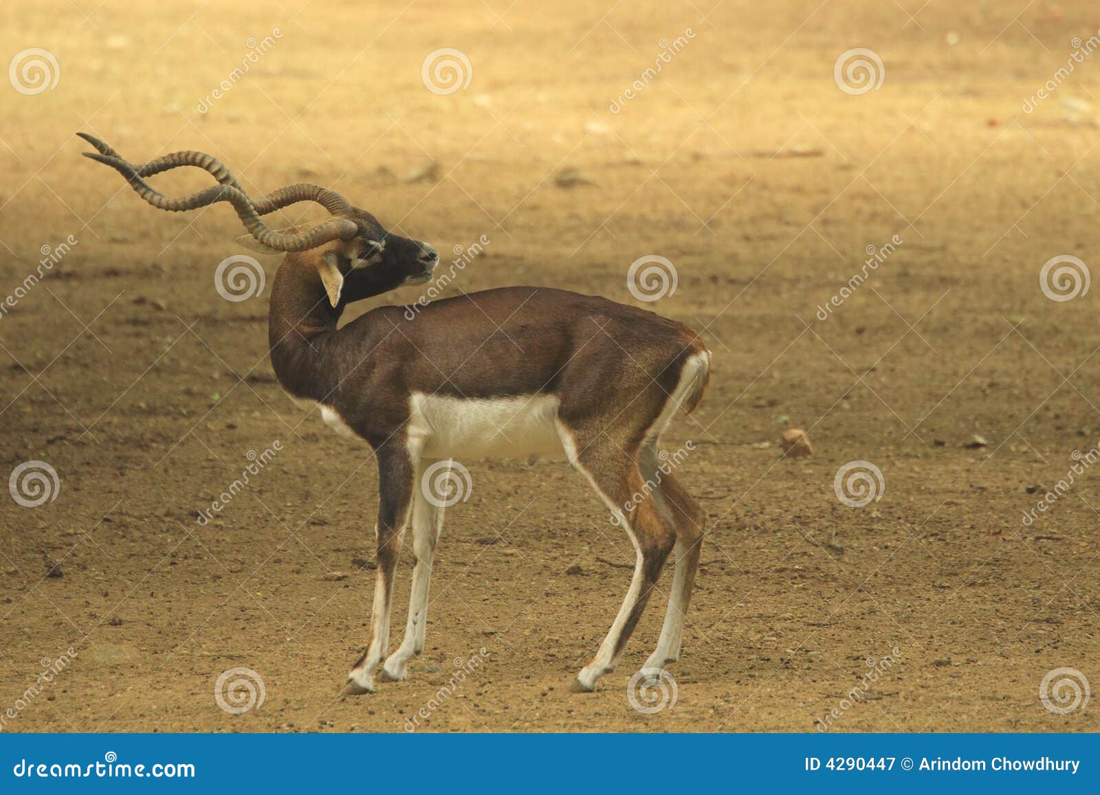Blackbuck stock image. Image of bush, blackbuck, park - 4290447