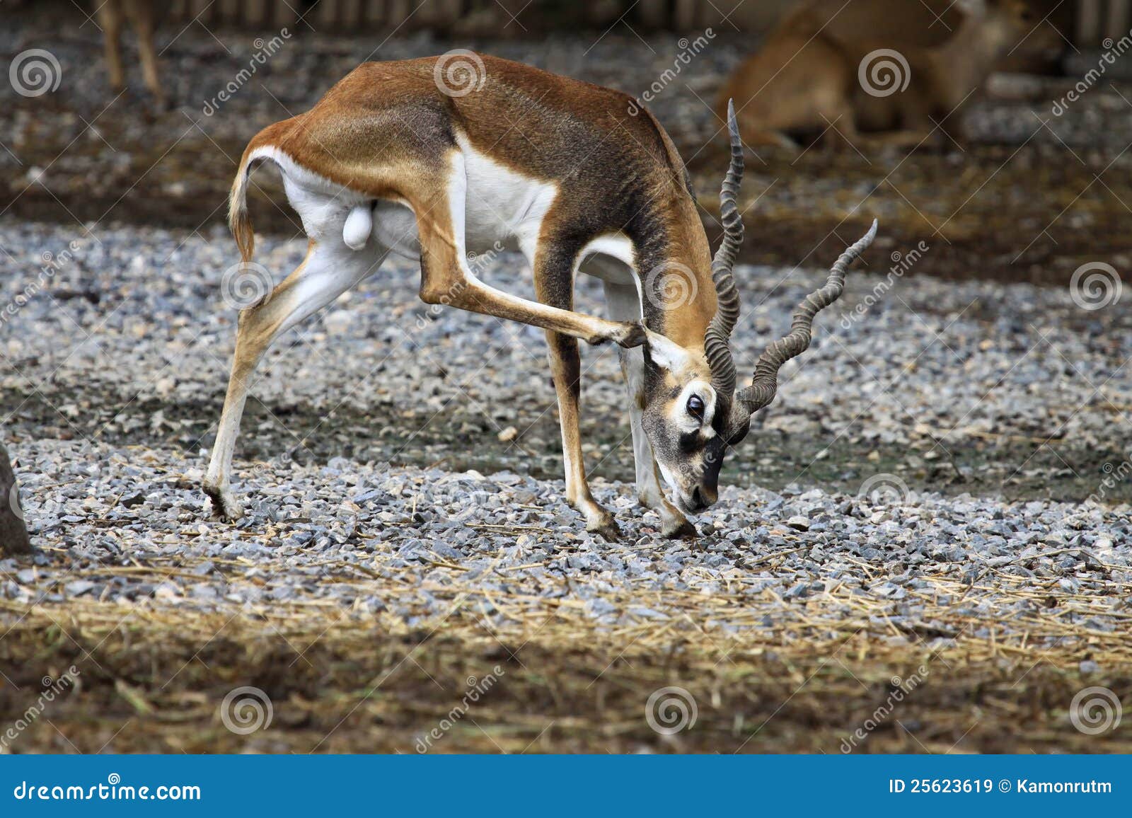 Blackbuck animal in zoo stock image. Image of deer, looking - 25623619
