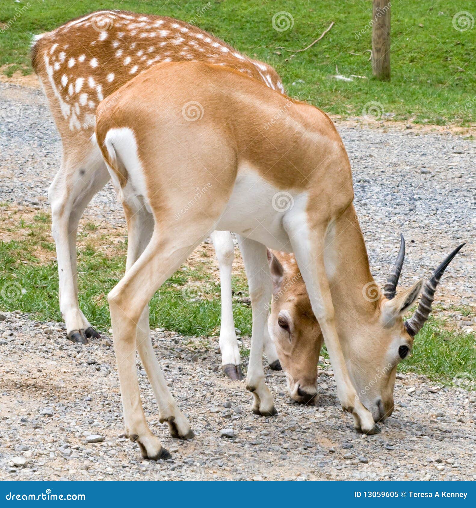 Blackbuck Antelope stock image. Image of mammal, wildlife - 13059605