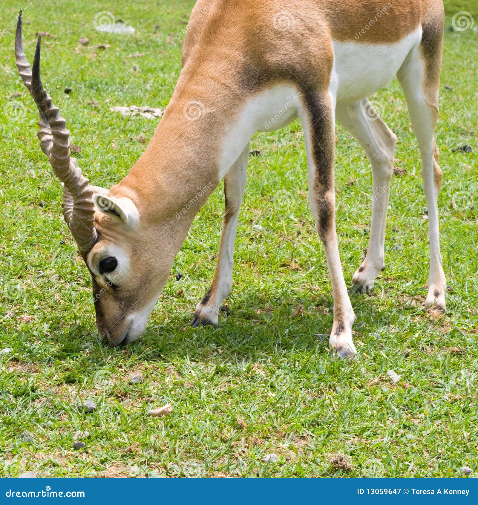 Blackbuck Antelope stock image. Image of animal, adorable - 13059647