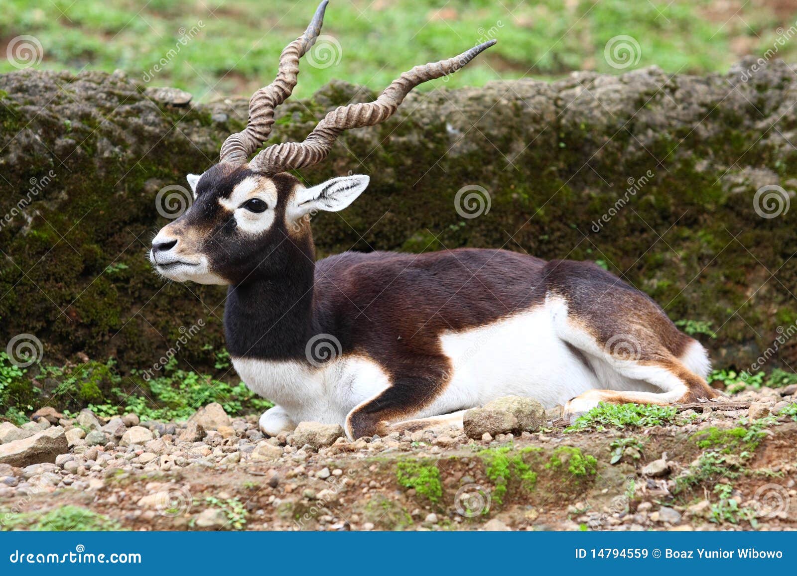 Blackbuck Antelope stock image. Image of park, natural - 14794559
