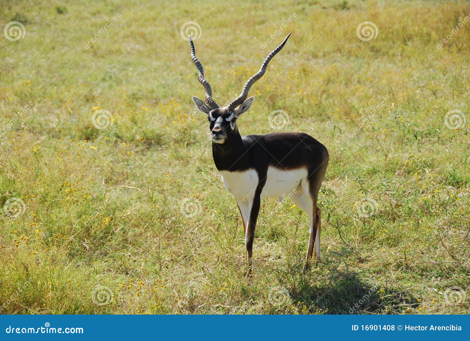 Blackbuck Antelope Baby