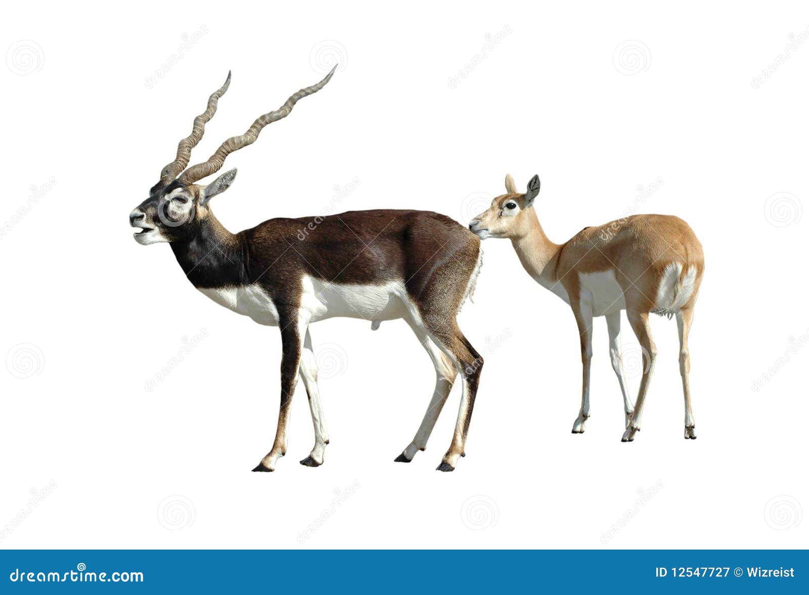 Blackbuck Royalty-Free Stock Photography | CartoonDealer.com #111270947