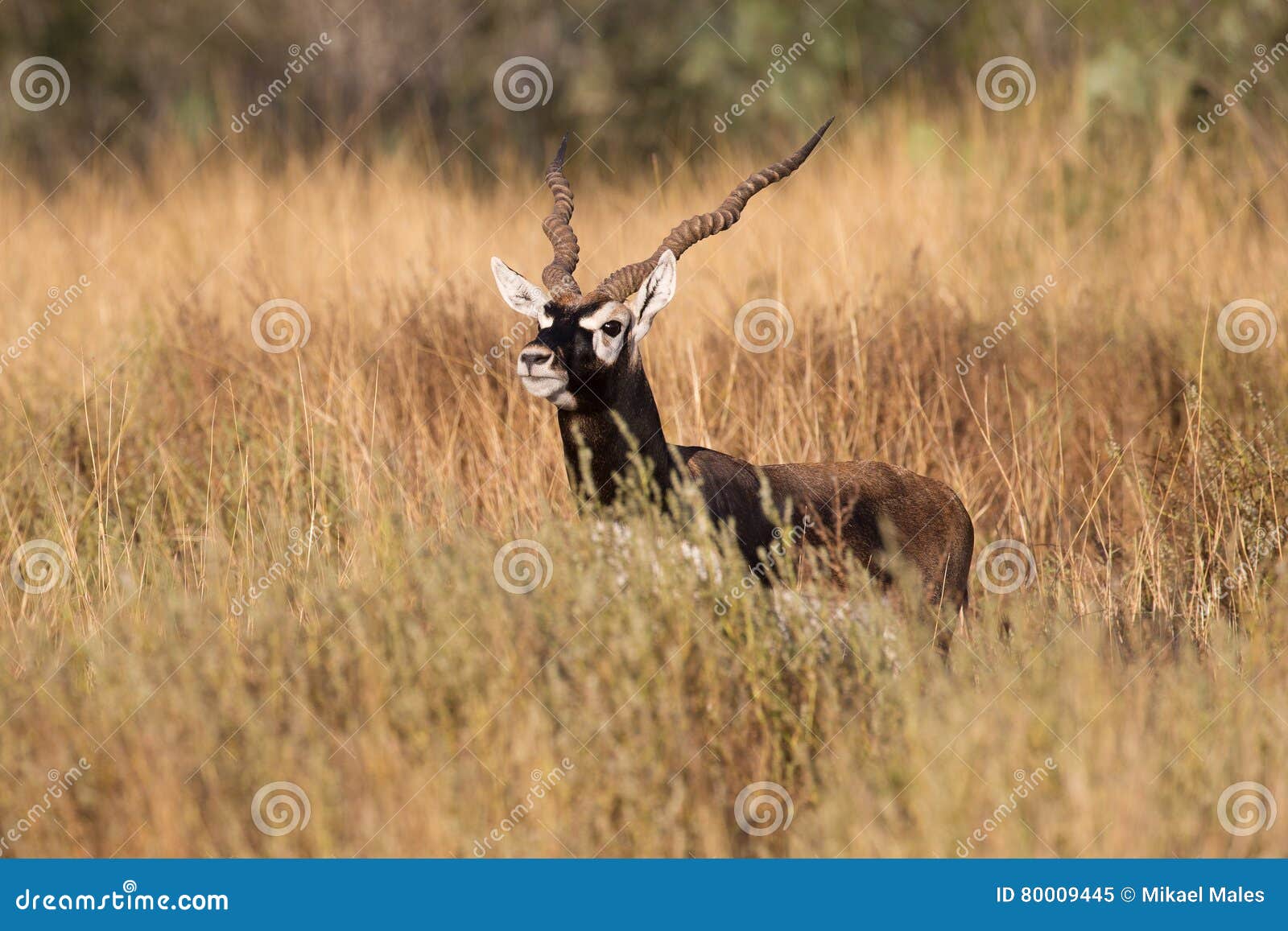 Blackbuck Royalty-Free Stock Photography | CartoonDealer.com #111270947