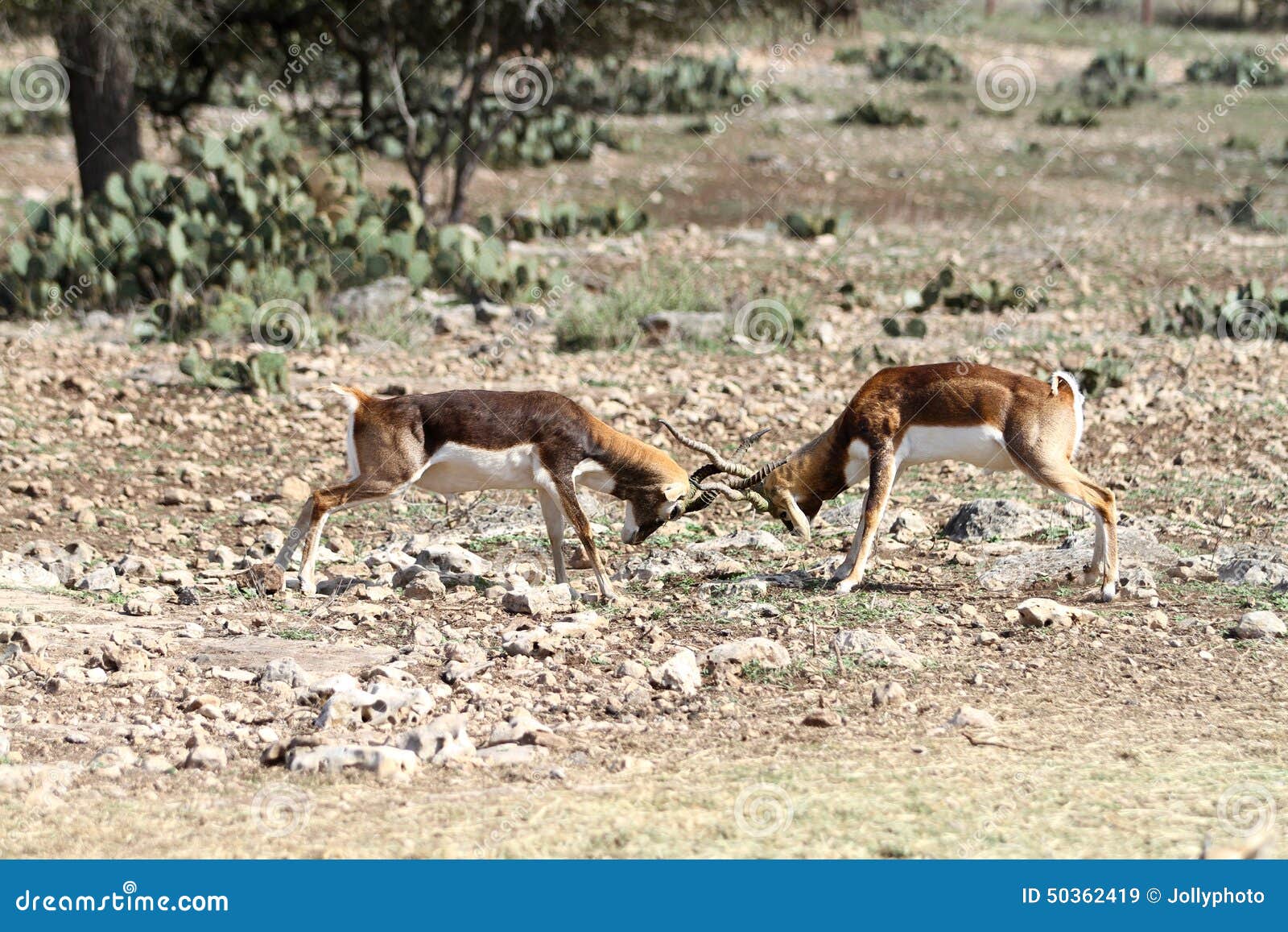 Blackbuck Battle 10 stock image. Image of hunt, horn - 50362419
