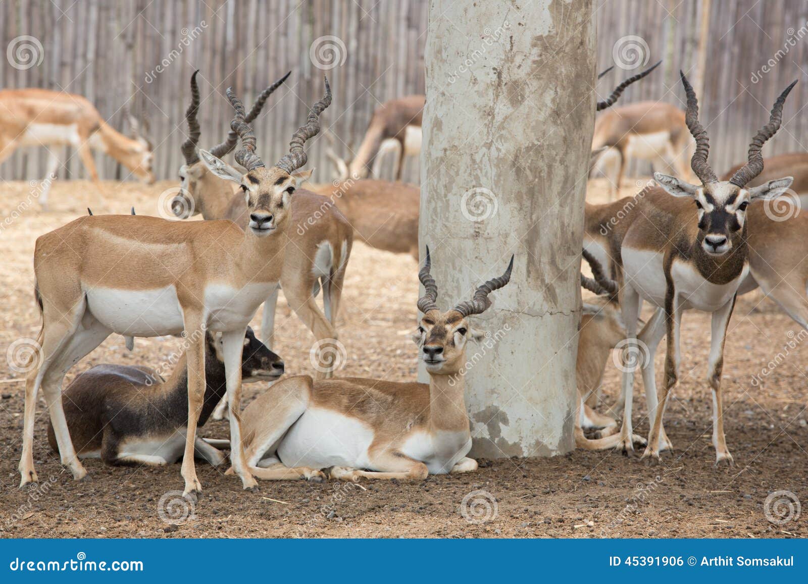Blackbuck stock photo. Image of habitat, male, native - 45391906